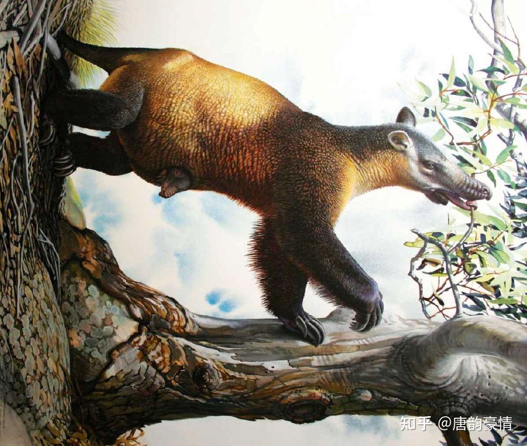 第十三章 有袋类动物 - 知乎