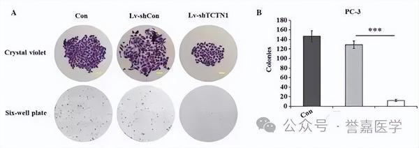 实验大师分享：图文详解细胞克隆形成实验窍门！ - 知乎