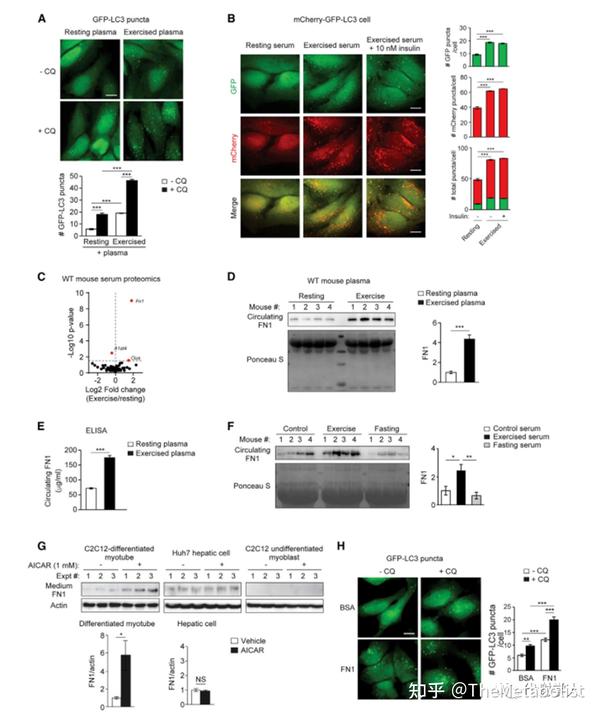 代谢学人——Cell Metabolism：运动改善代谢新机制 - 知乎