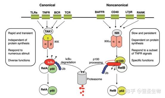 NF-κB信号转导通路-细数那些经典靶点抗体 - 知乎