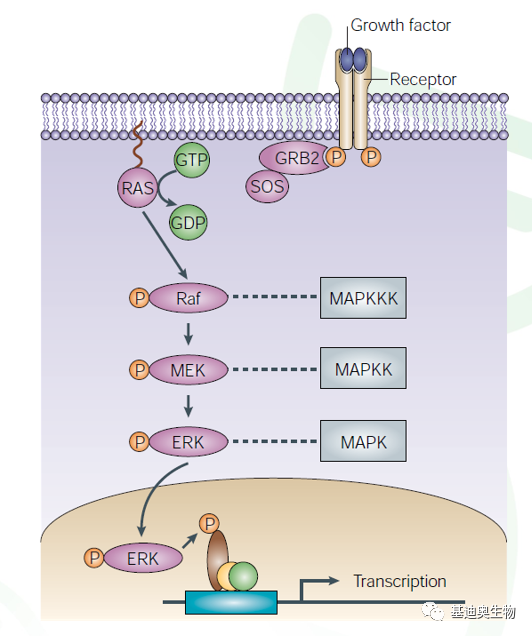 MAPK通路(ko04010)专题解析（上） - 知乎