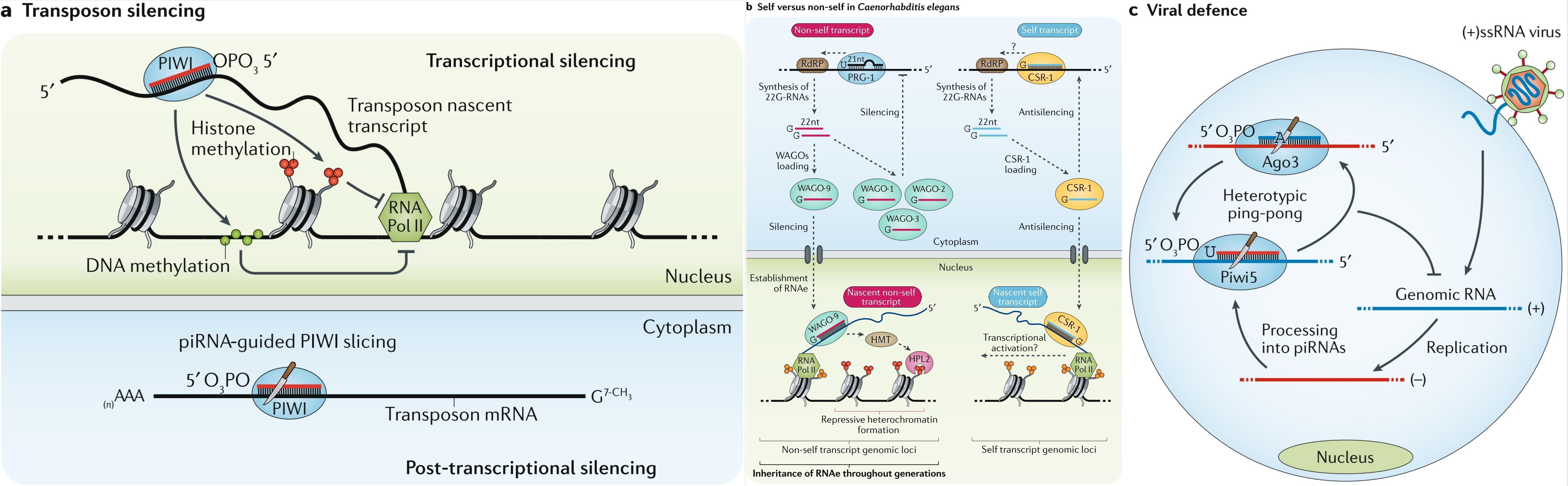 RNA干扰（一）——mi-！si-！pi-！ - 知乎