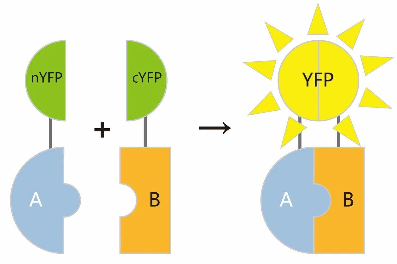 【业务介绍】双分子荧光互补实验（BiFC） - 知乎