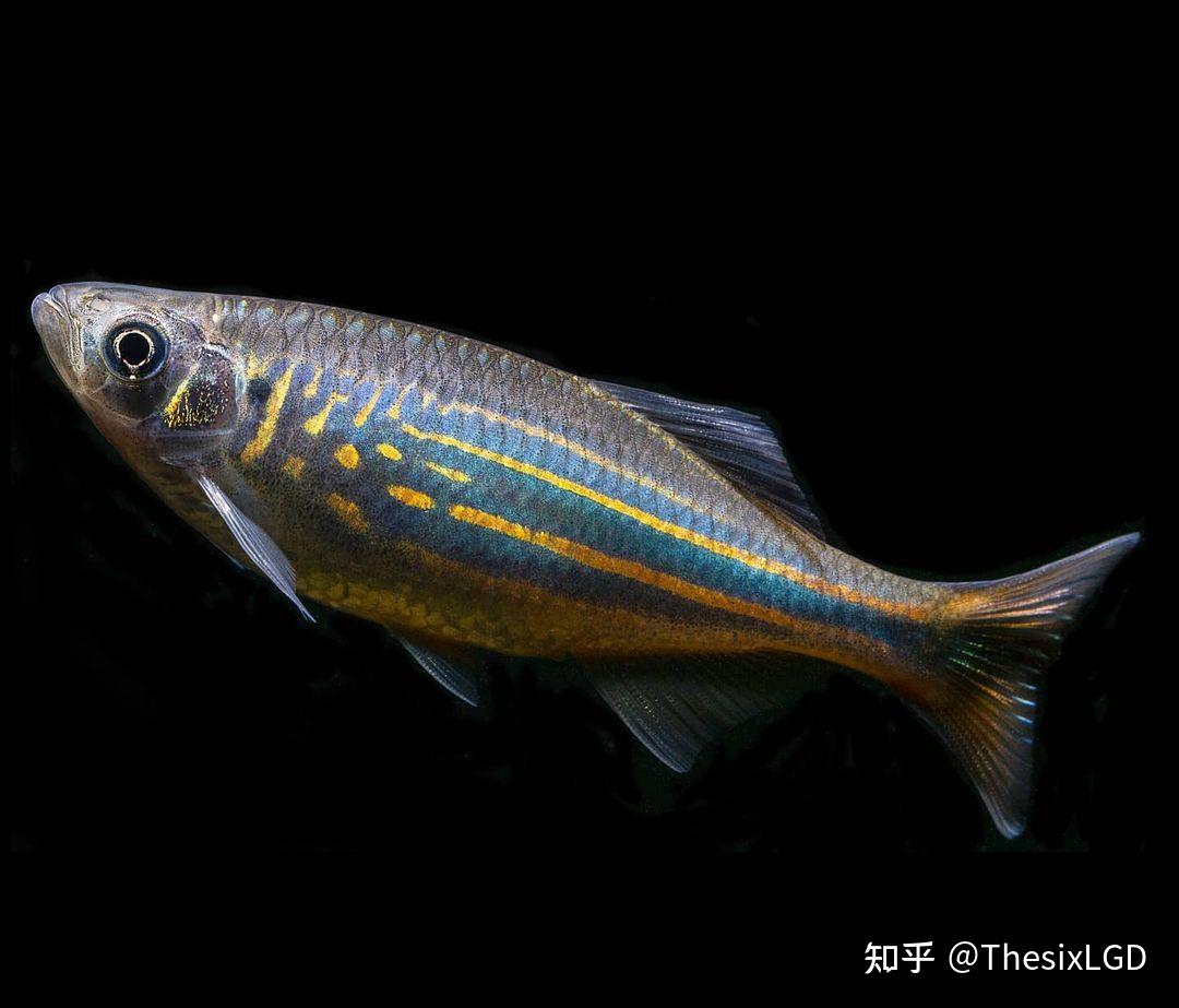 大【鱼丹】属Devario，不一样的大斑马鱼 - 知乎