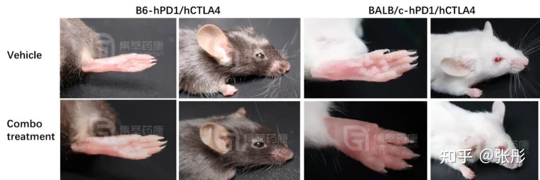 BALB/c Mice | BALB/c小鼠最全知识资料 - 知乎