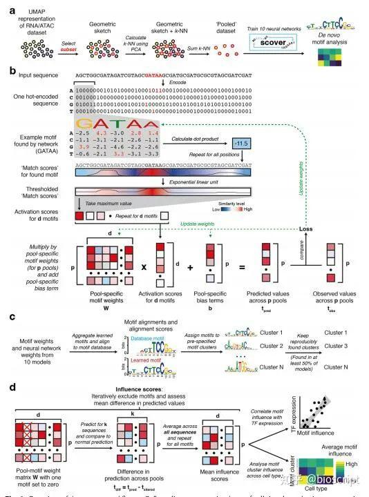 Scover：通过卷积神经网络从单细胞数据中预测序列基序对基因调控的影响 - 知乎