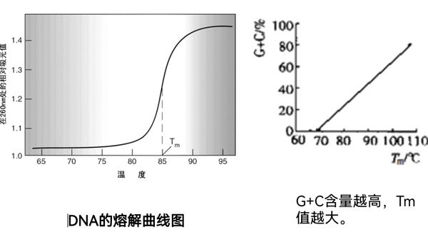 分子生物学整理|基因和DNA笔记（一） - 知乎