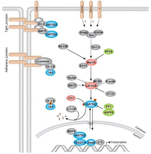 近期高分文章频发，这个信号通路必须得了解一下了 - 知乎