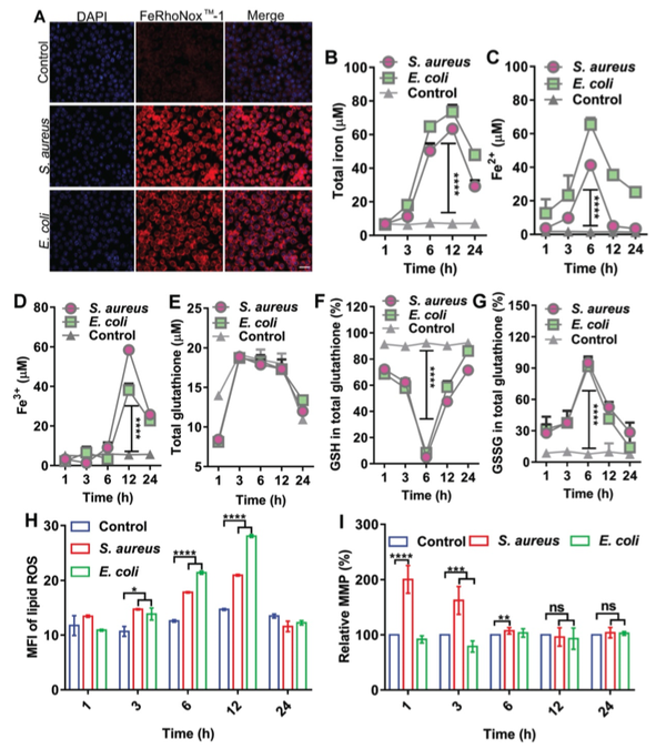 中科院一区TOP Theranostics丨铁死亡的抗菌作用 - 知乎