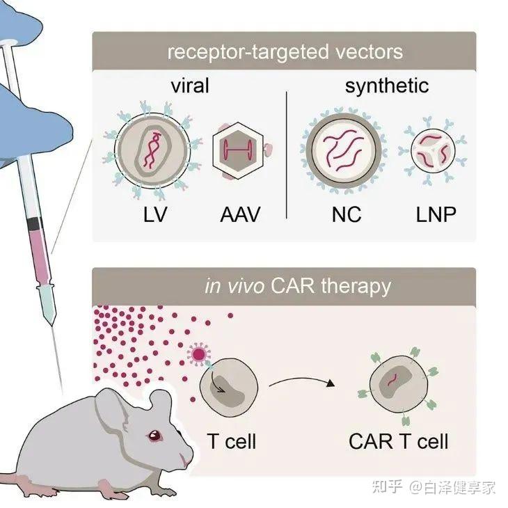 超详细盘点！一文读懂体内 CAR-T 疗法最新载体技术 - 知乎
