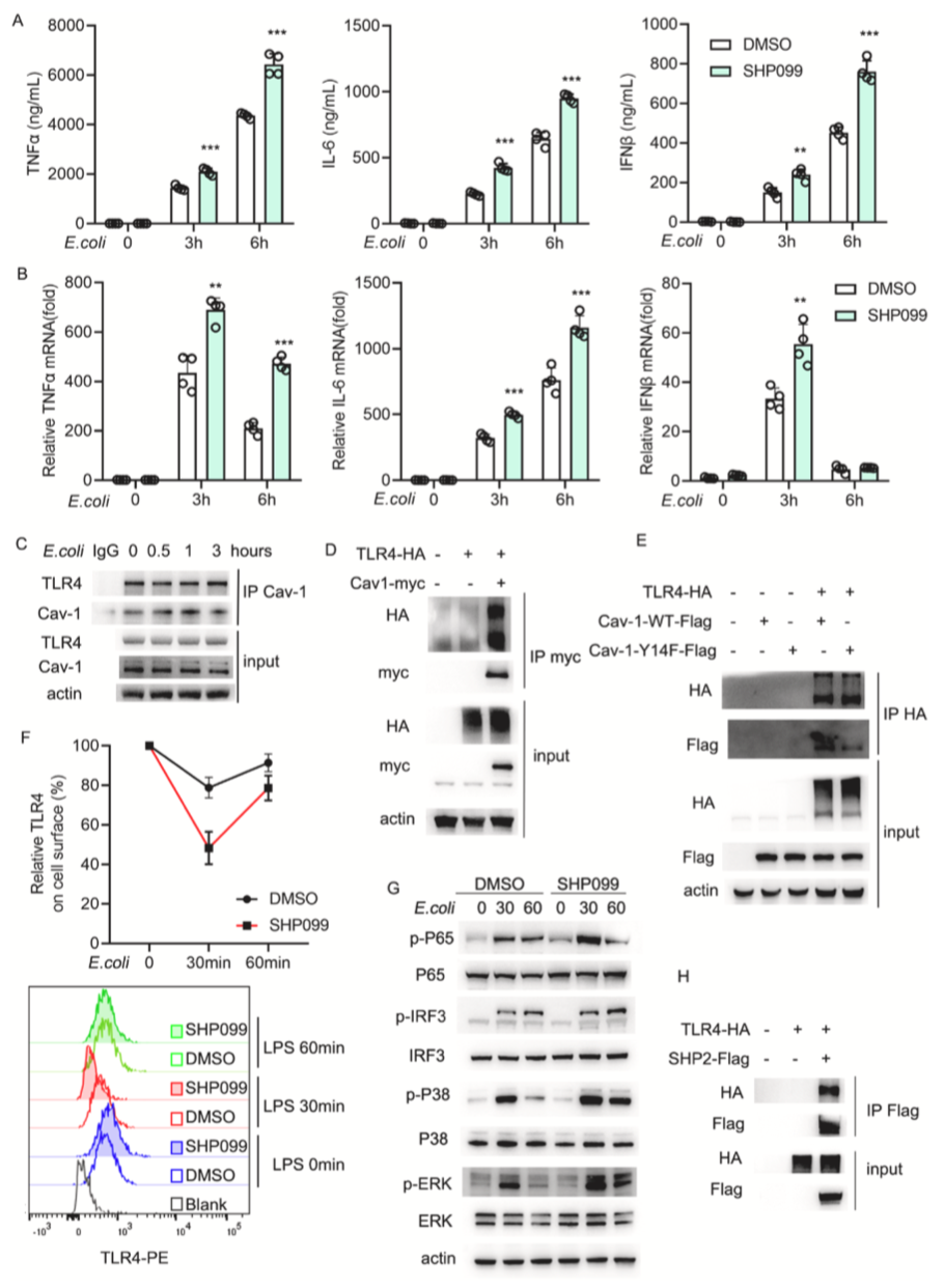 药理学研究丨SHP2抑制剂通过通过维持巨噬细胞的吞噬作用保护脓毒症小鼠 - 知乎