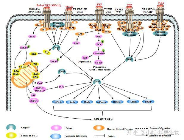 死亡受体主导的细胞凋亡 - 知乎
