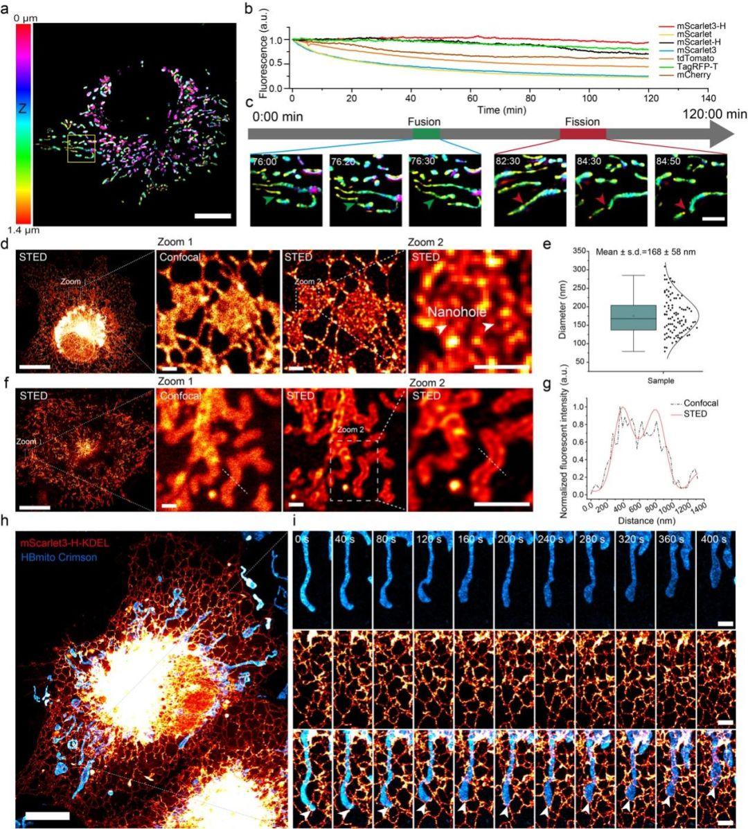 Nature Methods｜mYongHong：新一代超稳定单体红色荧光蛋白 - 知乎