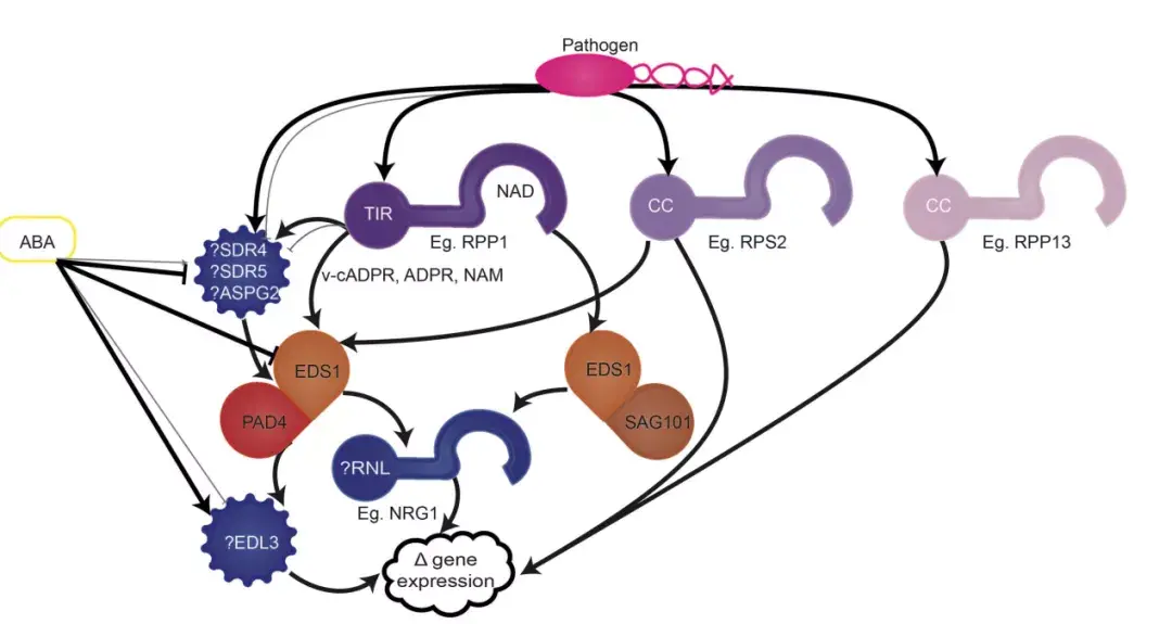 Plant Cell | NLR受体通过EDS1/PAD4信号调控植物免疫与干旱响应的机制 - 知乎