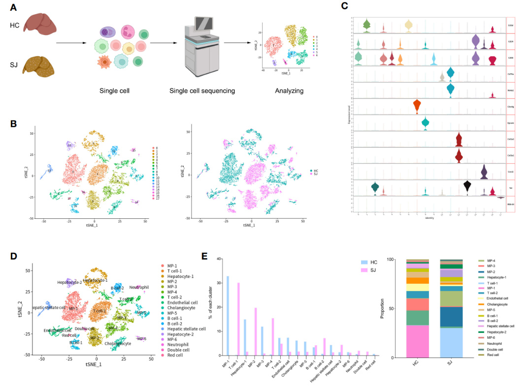 项目文章 | 单细胞测序剖析血吸虫感染后小鼠肝纤维化的免疫网络 - 知乎