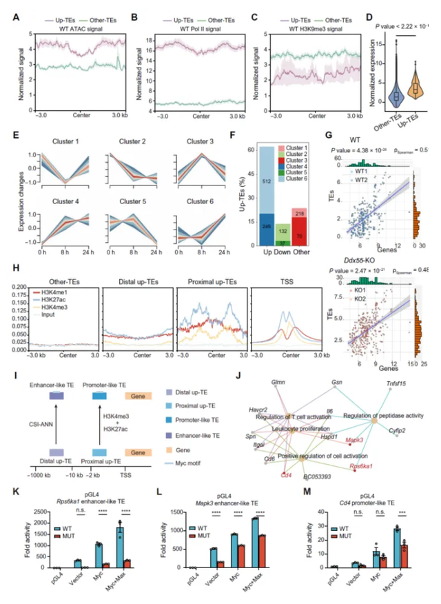 Sci Immunol封面文章｜基因编辑小鼠告诉你Ddx55如何维护幼稚T细胞稳态 - 知乎