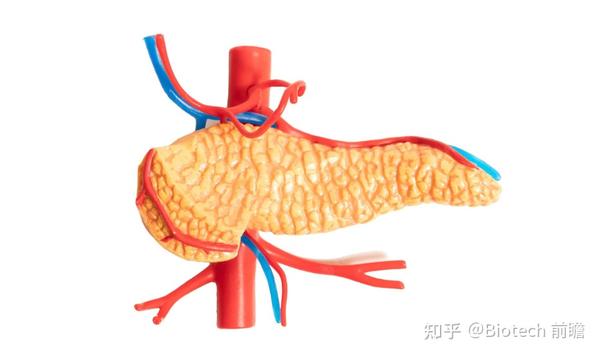 NEJM丨KRAS抑制剂治疗晚期胰腺癌的I/II期研究 - 知乎