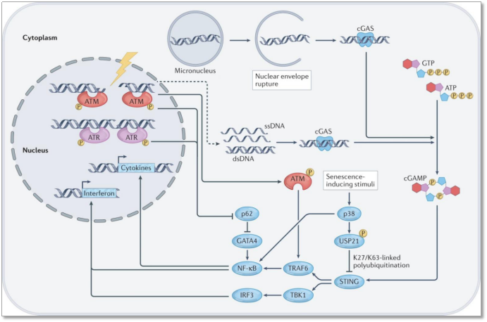 Nat Rev Immunol 综述 | 浙江大学医学院赵阳等评述衰老相关炎症中的DNA损伤和修复 - 知乎