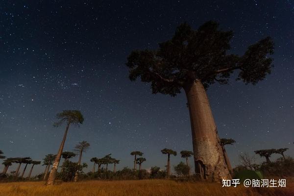 管窥大自然：猴面包树 - 知乎