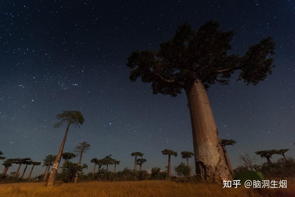 管窥大自然：猴面包树 - 知乎