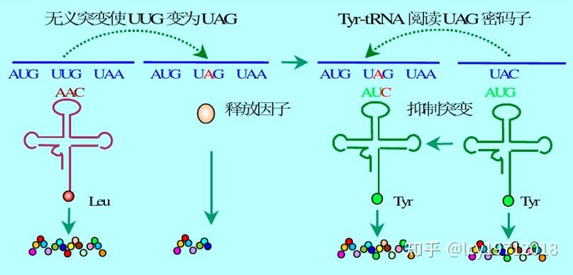 转运RNA与氨酰tRNA合成酶 - 知乎