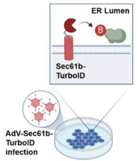 揭秘内质网的动态互作网络：基于TurboID的分泌组、应激响应与膜接触研究 - 知乎