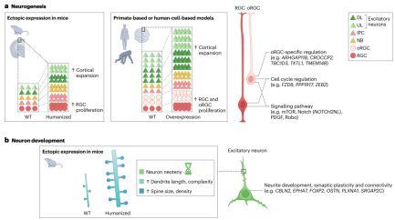 Nat Rev Genet：明国莉院士团队总结人类大脑发育的遗传学奥秘 - 知乎