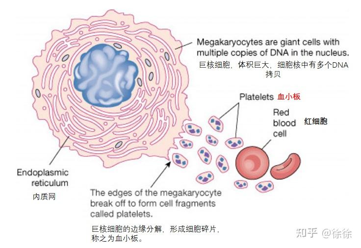 血小板功能 - 知乎
