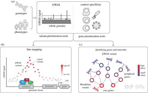 GWAS研究基本概念2——Fine mapping - 知乎