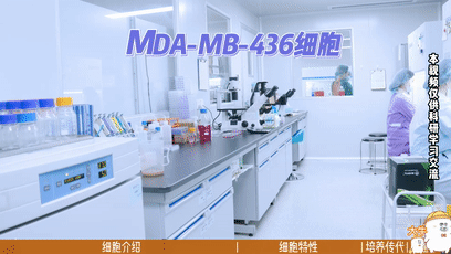 MDA-MB-436细胞培养，人乳腺癌细胞培养攻略 - 丰晖生物 - 知乎