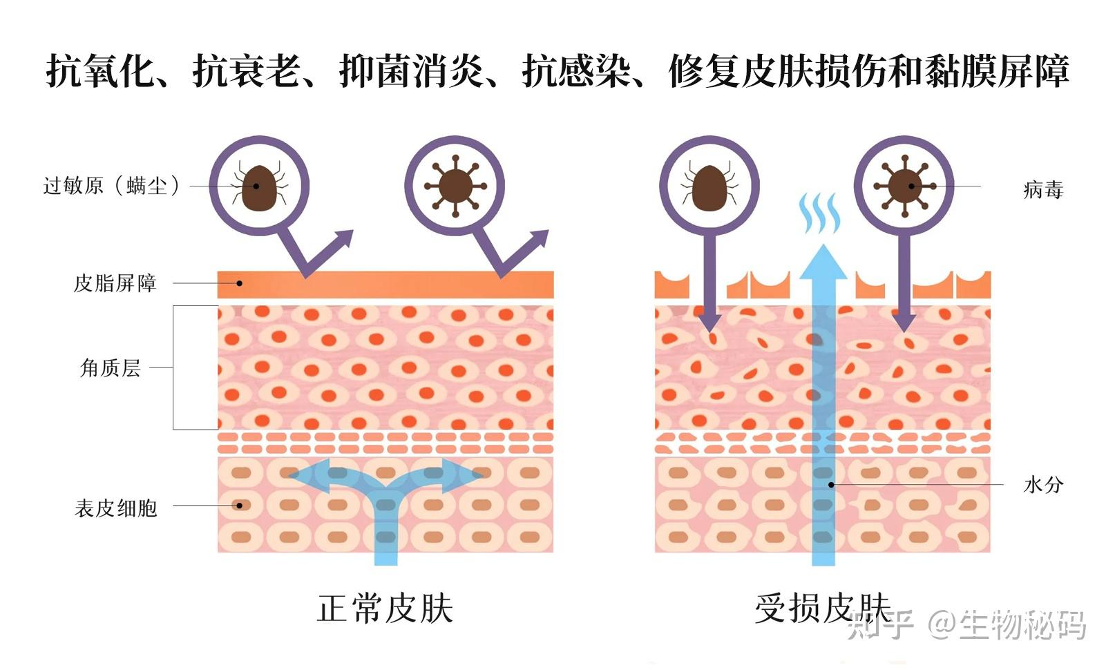 为什么抗衰老补充复合酶的优先级,要高于其他抗氧化剂? 知乎
