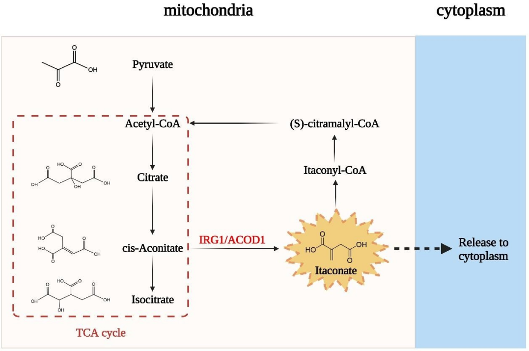 Redox Biol 综述︱吕欣等评述衣康酸在炎症和氧化应激性疾病中的治疗作用和相关机制 - 知乎