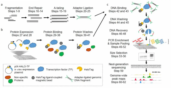 DAP-Seq、ChIP-Seq、ATAC-Seq有什么区别？ - 知乎