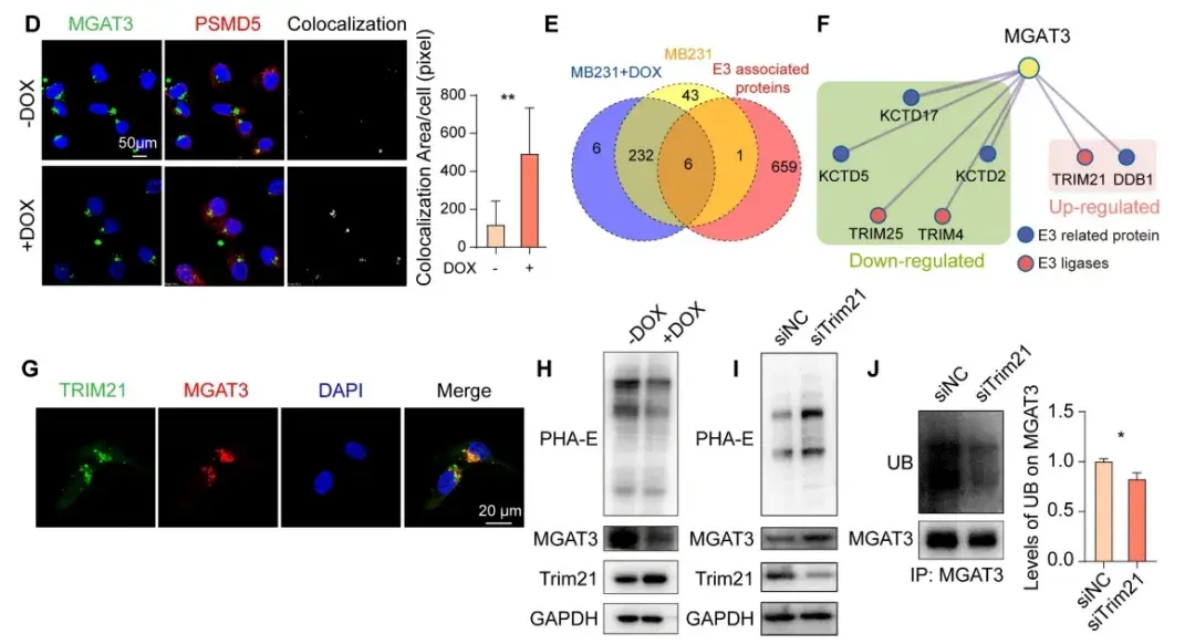 Co-IP/MS：蛋白免疫共沉淀质谱分析服务 - 知乎