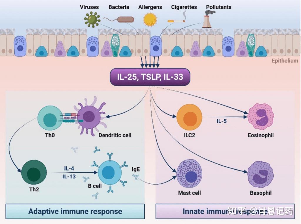 如何记住所有FDA批准生物药？ | TSLP 拮抗剂 | Tezepelumab 特折利尤单抗 | 治疗哮喘 - 知乎