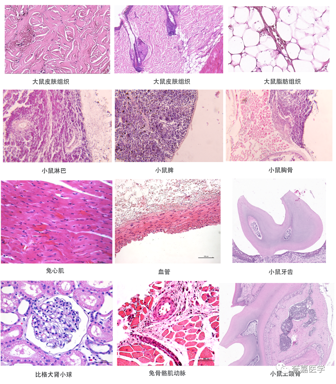 实验干货：如何做好一张高质量的HE染色切片 - 知乎