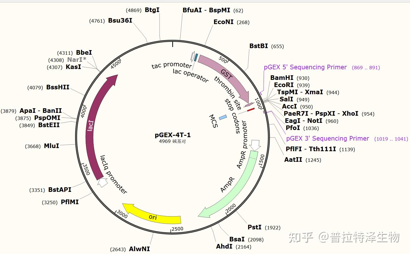原核表达载体和真核表达系统及其载体 - 知乎
