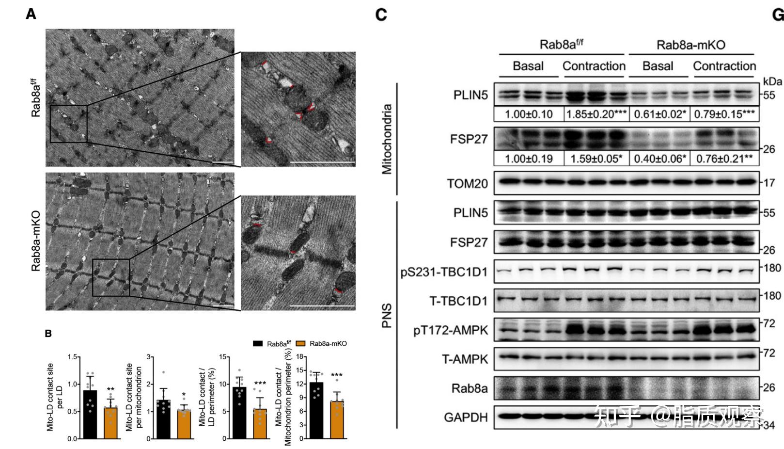 AMPK通过调节Rab8a-Plin5互作促进脂滴线粒体互作 - 知乎