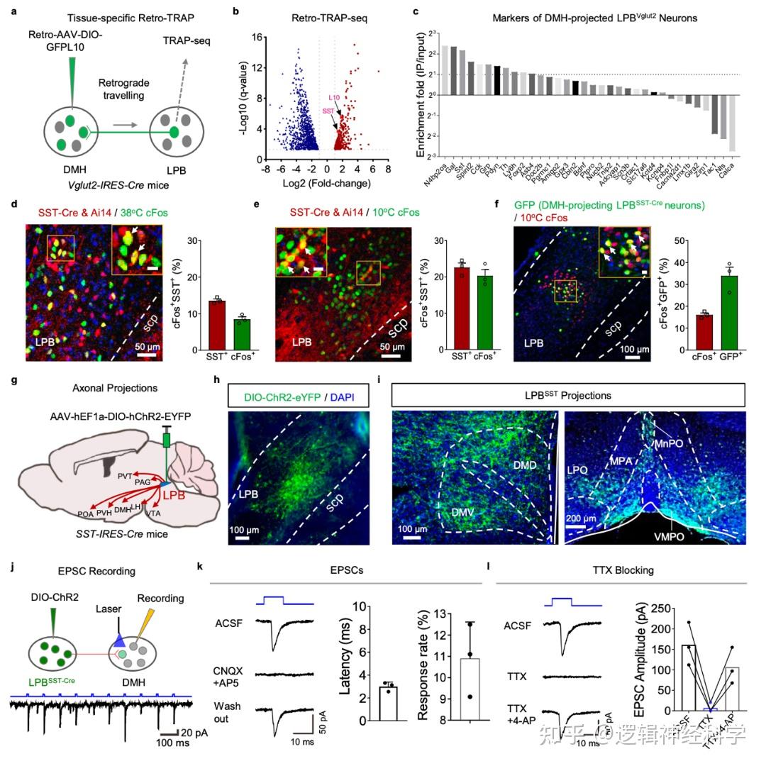 Nat Commun︱上海科技大学沈伟课题组体温调节系列工作：臂旁-下丘脑平行环路控制小鼠的冷防御行为 - 知乎