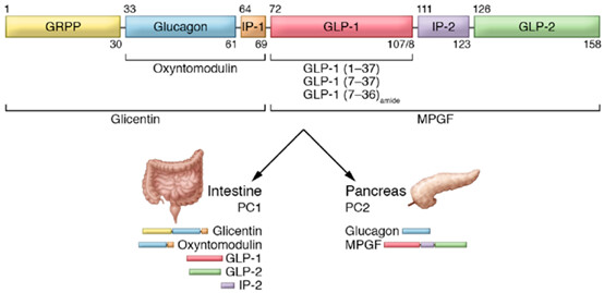 一专多能的GLP-1受体激动剂----肥胖、糖尿病、脂肪肝 - 知乎