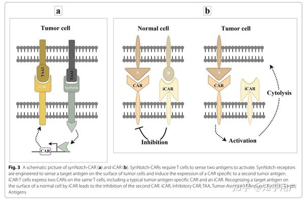 CAR各个模块的总结（包含最近的发现） - 知乎