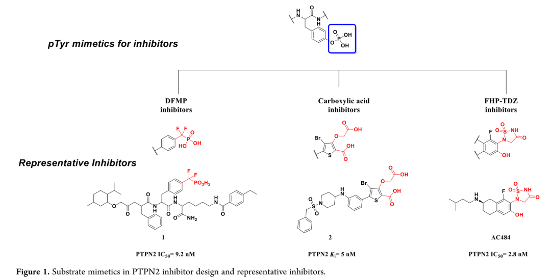 【JMC】中国药科大学杨鹏/邝文彬/肖易倍团队：新型PTPN2/1抑制剂的开发及黑色素瘤治疗 - 知乎