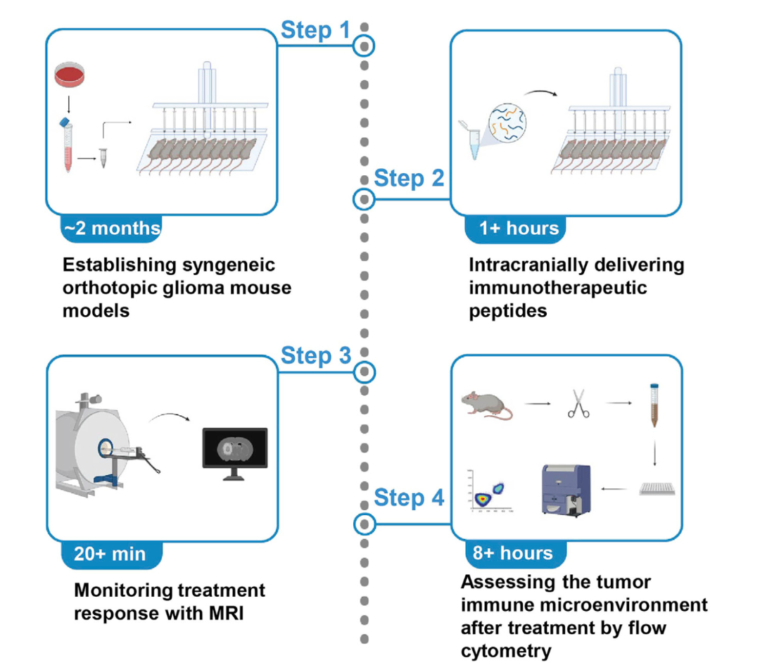 STAR Protocols︱美国胡宝利课题组发表利用原位神经胶质瘤小鼠模型评估免疫治疗功效的实验方案 - 知乎
