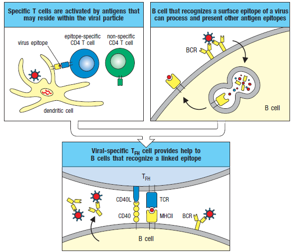 【科普】B细胞の养成之路（七）终 - 知乎