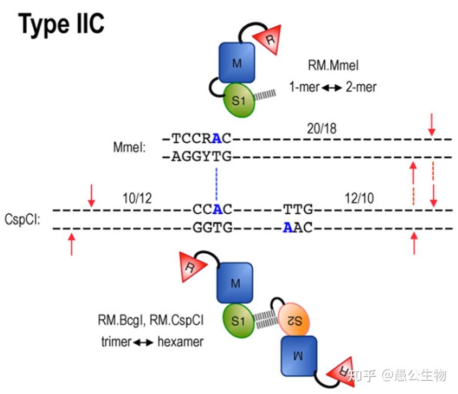 限制酶种类知多少 - 知乎