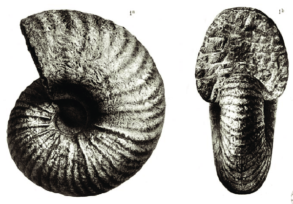 《最后的菊石》：The Last Ammonites - 知乎