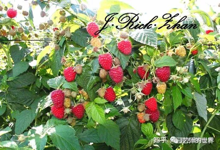 鲜食树莓研究报告 - 知乎