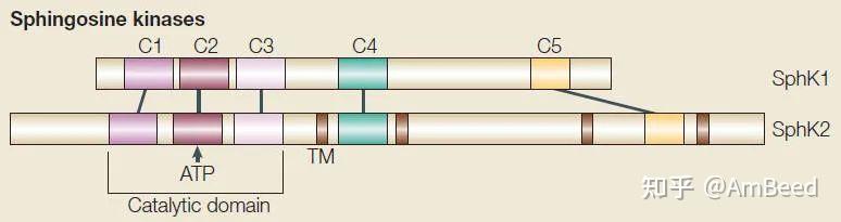 【AmBeed聚焦】SphK：疾病治疗中的脂质信号靶点研究 - 知乎