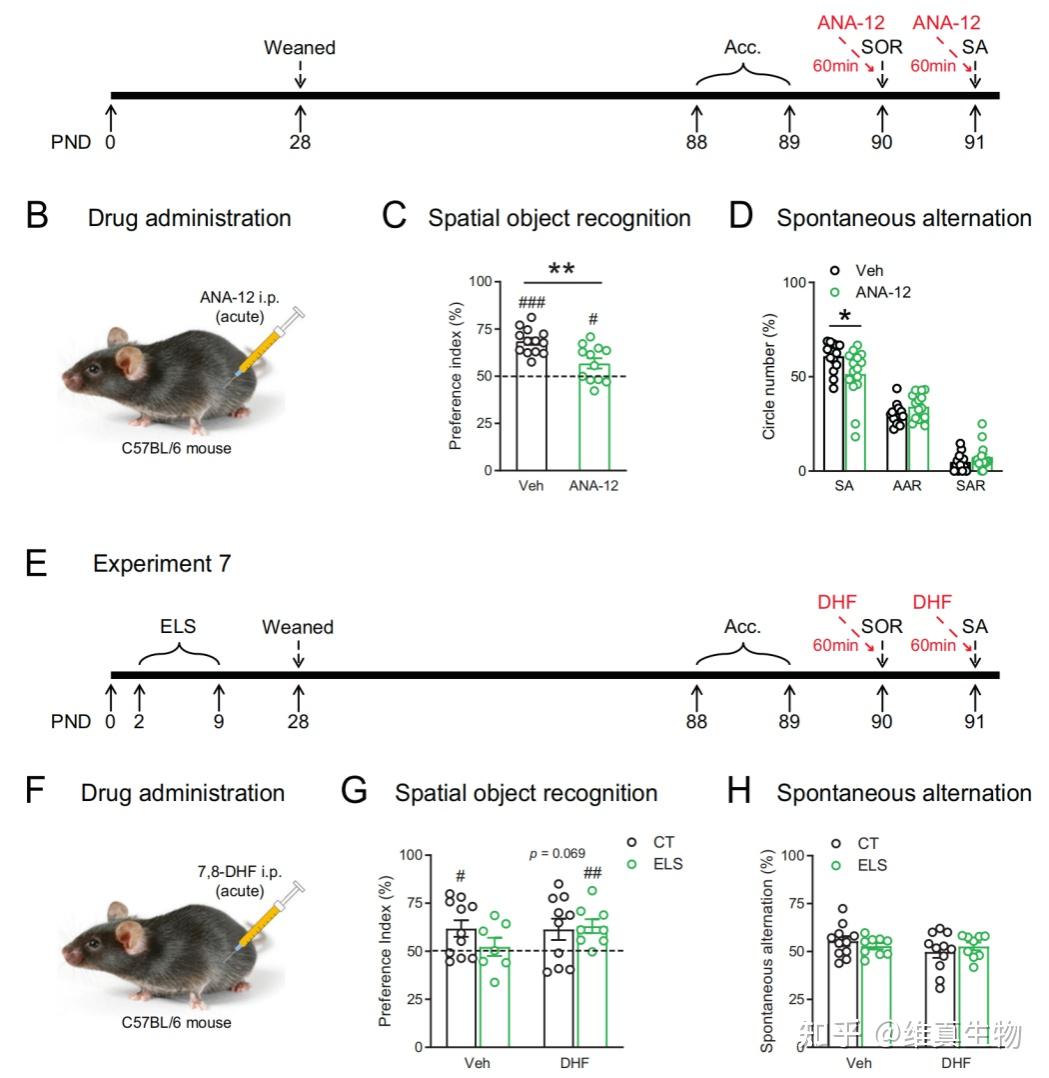 北京大学第六医院司天梅/李继涛团队揭示BDNF-TrkB通路在早期应激性认知缺陷中的重要作用！ - 知乎
