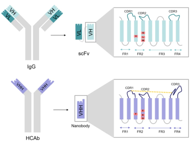 纳米抗体（Nanobody）：药代动力学特征及生物分析策略 - 知乎